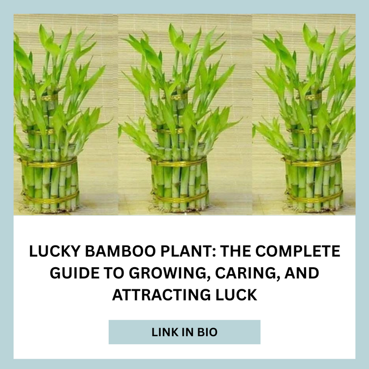 Lucky Bamboo Plant: The Complete Guide to Growing, Caring, and Attract ...