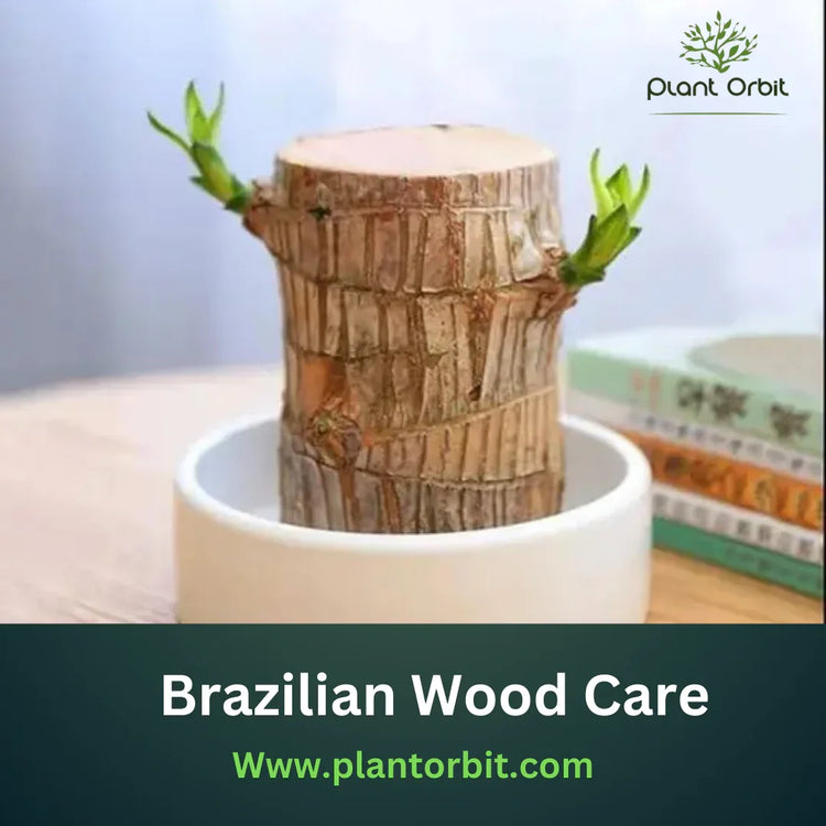 Brazilian Wood Care Guide: Everything You Need to Know – Plant Orbit