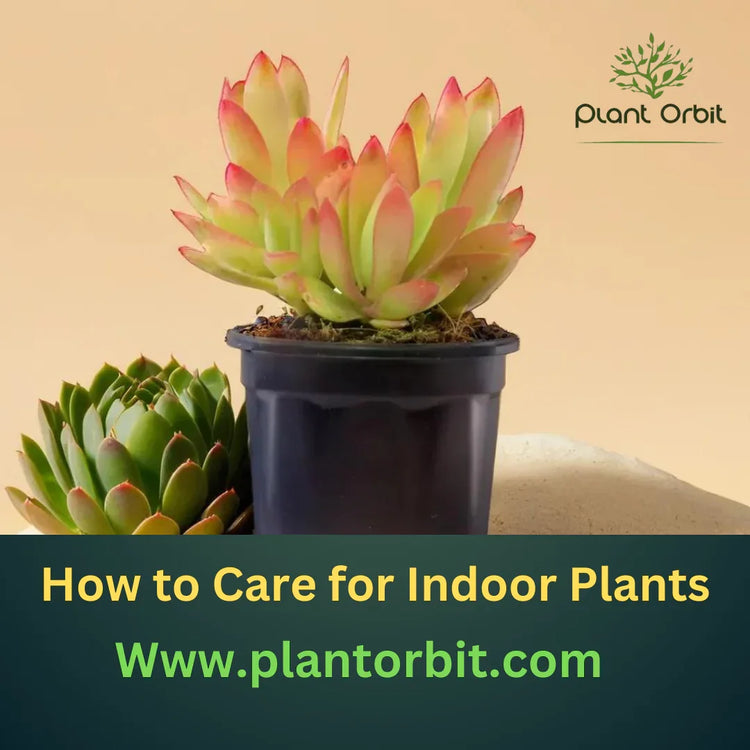 How to Care for Indoor Plants: A Complete Guide – Plant Orbit