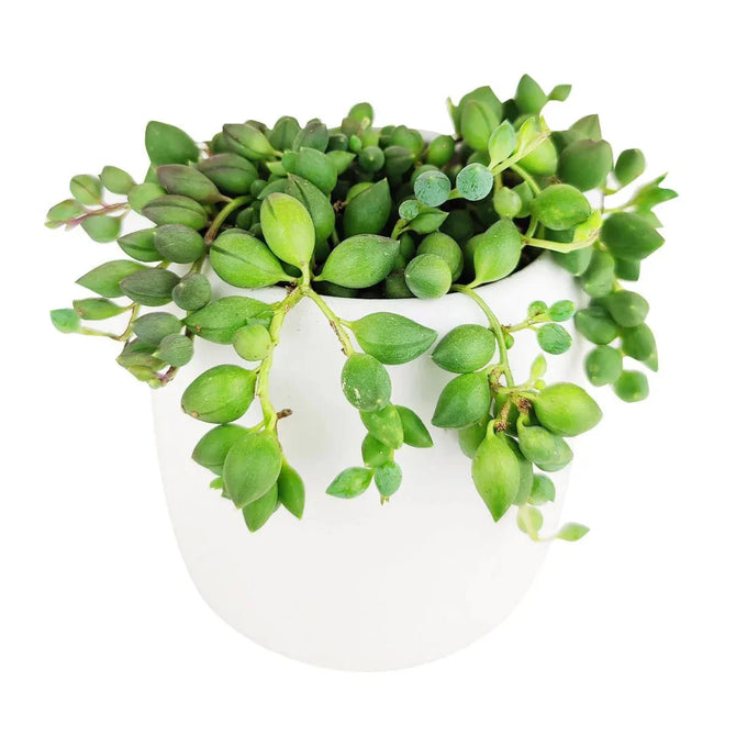 How To Grow and Care String of Tears – plant-orbit