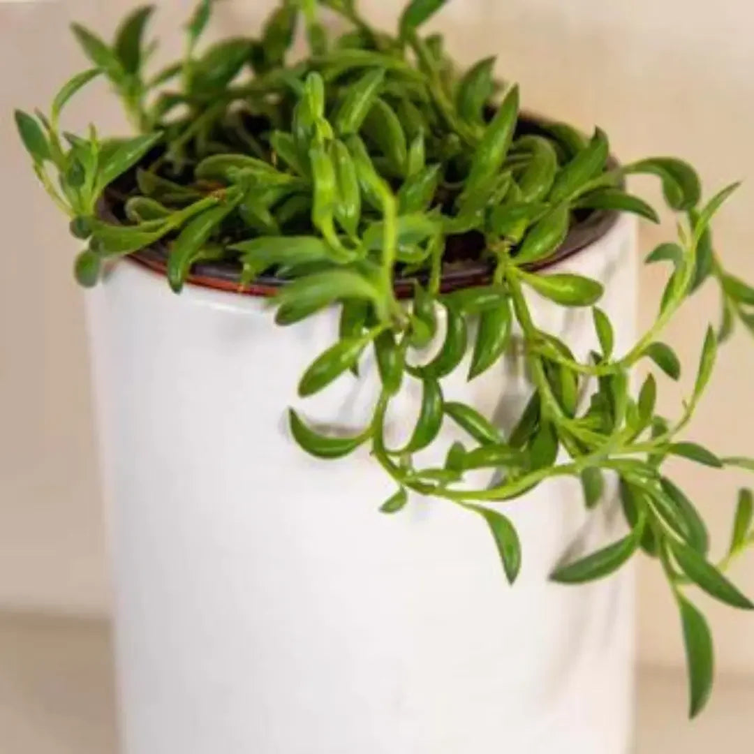 String of Bananas ( How to grow and care ) – plant-orbit