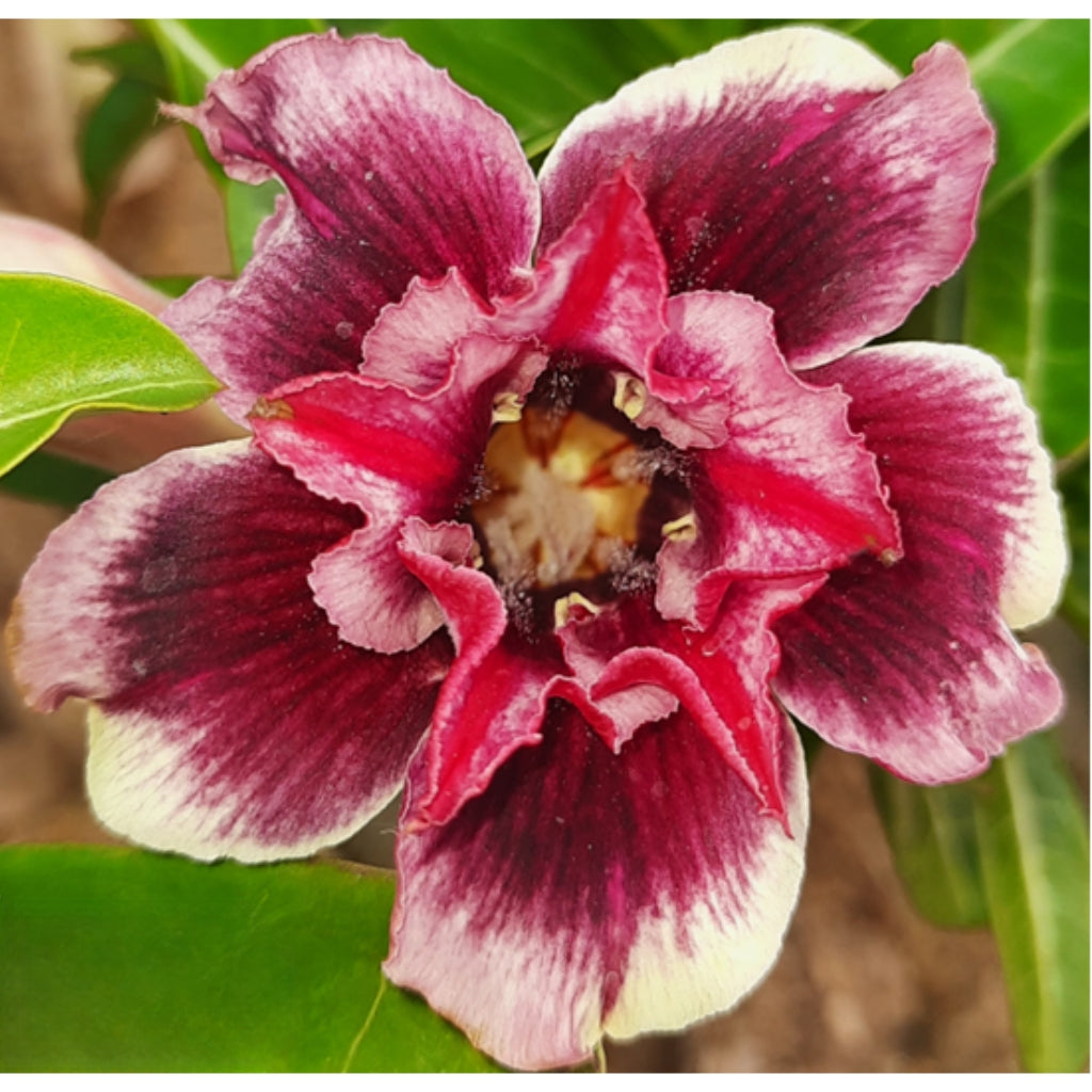 Buy Adenium Plants Online – Largest Varieties In India – Plant Orbit