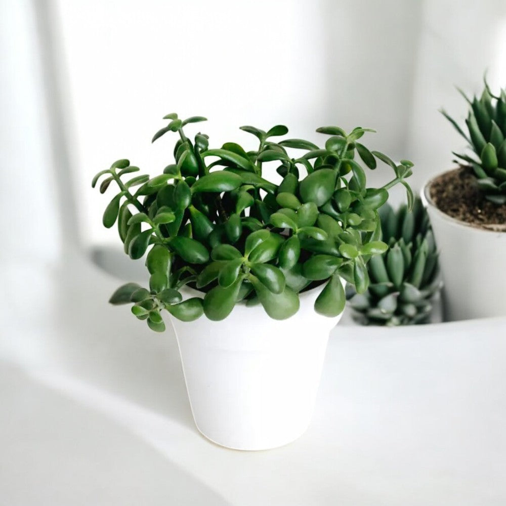 Buy Plants Online | Plant Orbit