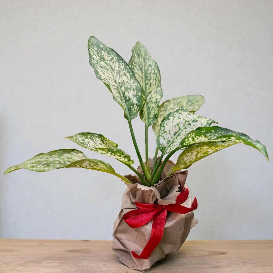 Aglaonema Snow White Plant For Gifting – Plant Orbit