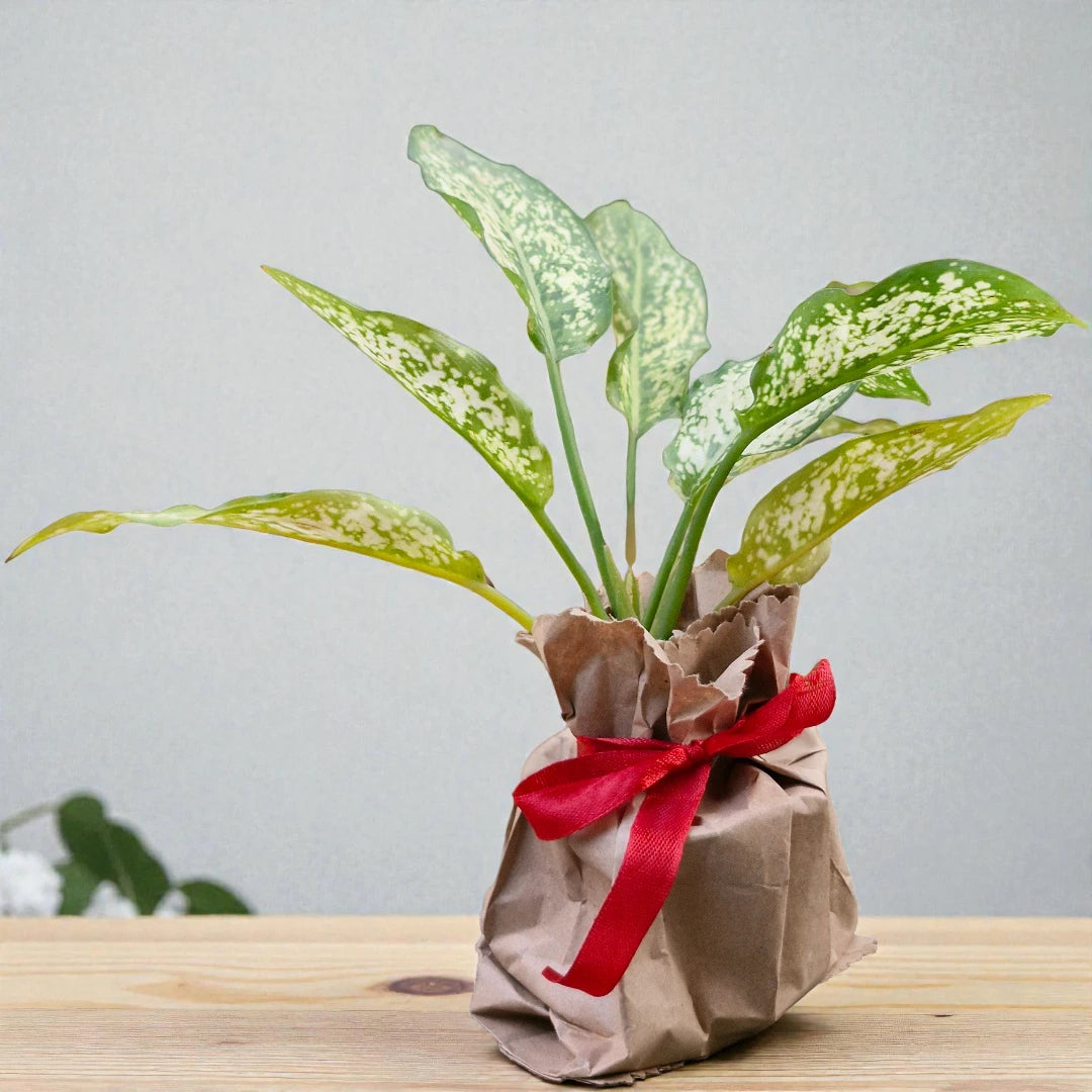 Aglaonema Snow White Plant For Gifting – Plant Orbit