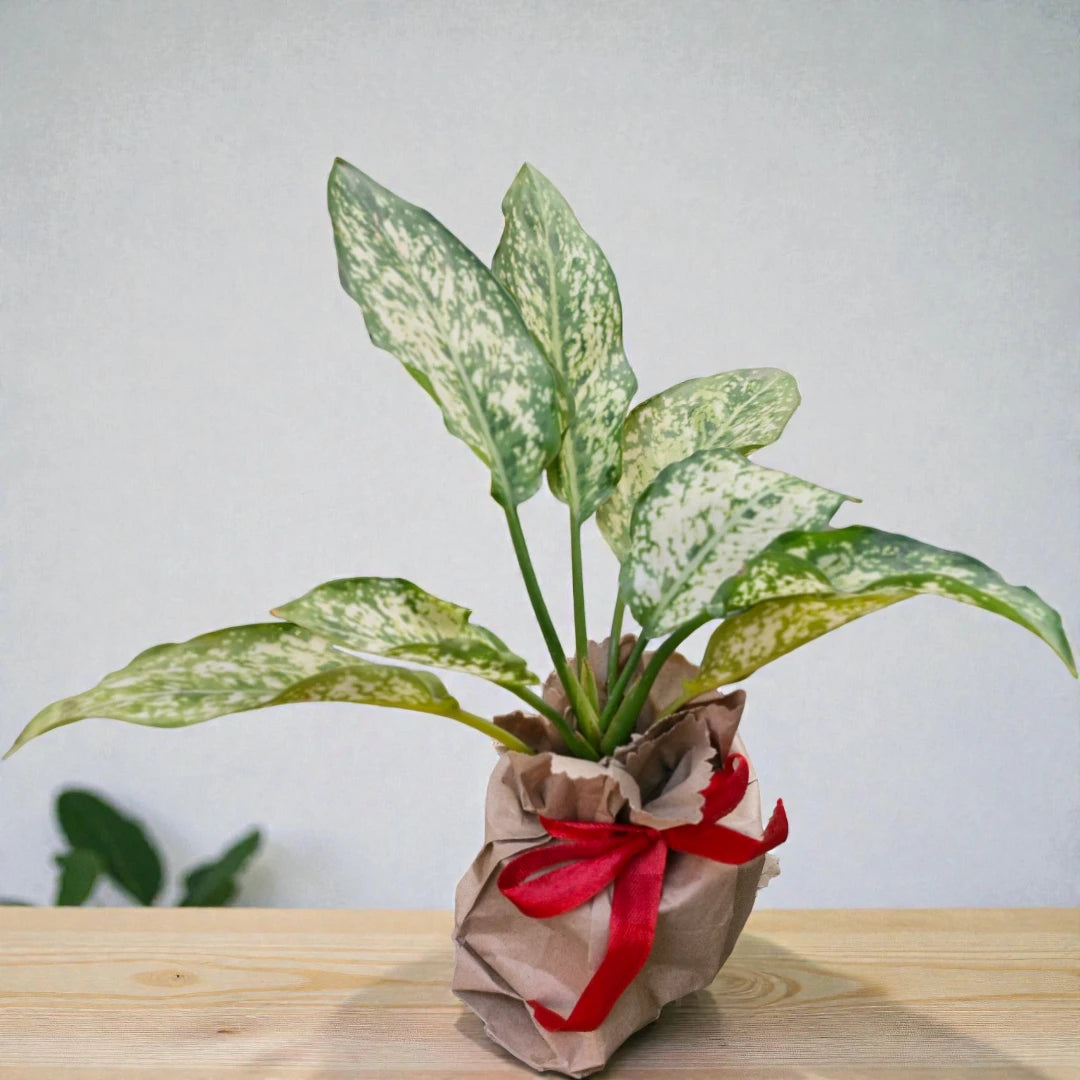Aglaonema Snow White Plant For Gifting – Plant Orbit