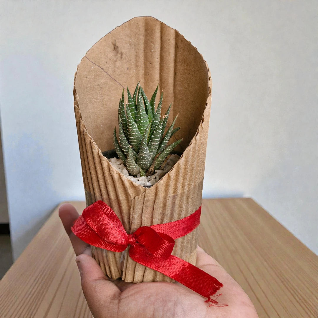 Hawothiopsis Zebra For Gifting – Plant Orbit