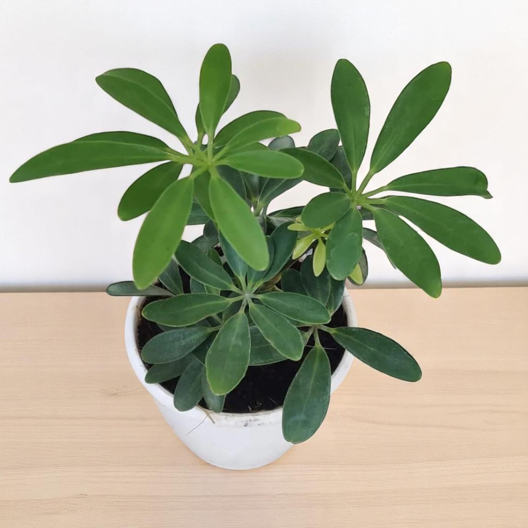 Schefflera Plant Sapling – Easy-Care Indoor Air Purifier – Plant Orbit