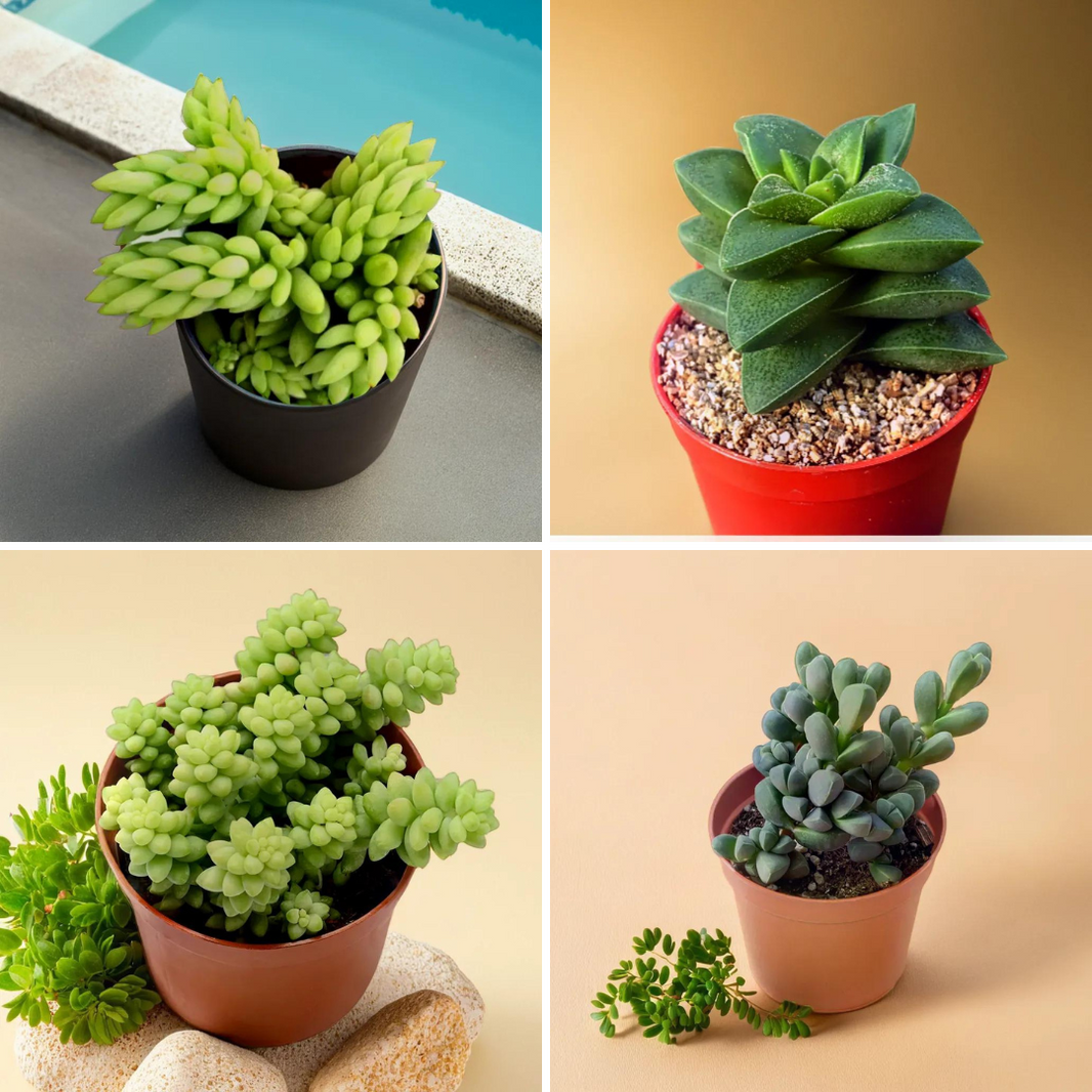 Succulent Combo Offers - 4 Plants @ ₹299 | Shop Now Online – Plant Orbit