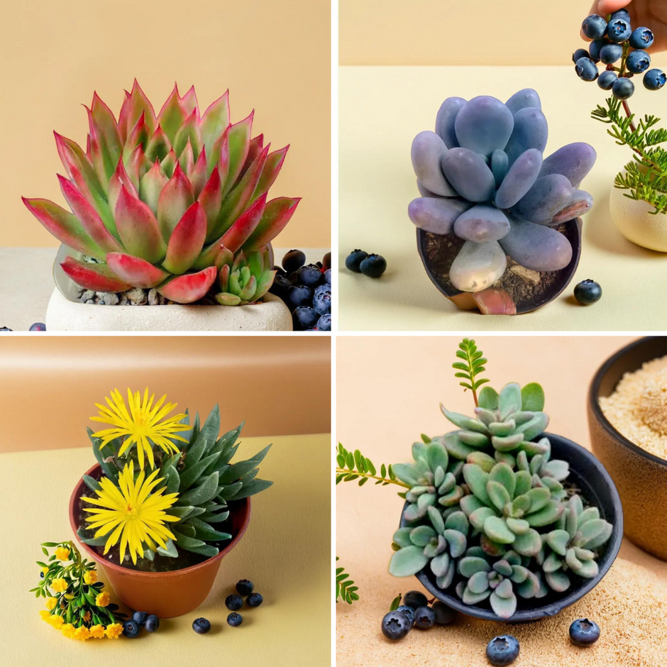 Succulent Combo Offers - 4 Plants @ ₹299 | Shop Now Online – Plant Orbit