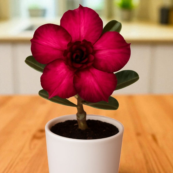 Buy Adenium Plants Online – Largest Varieties In India – Plant Orbit