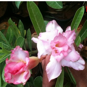 Buy Stunning Adenium Plants Online – Desert Rose Delivered – Plant Orbit