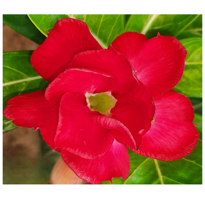 Buy Adenium Plants Online – Largest Varieties In India – Plant Orbit