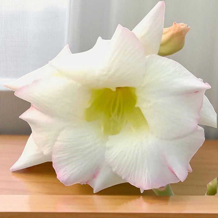 Buy Adenium Plants Online – Largest Varieties In India – Plant Orbit