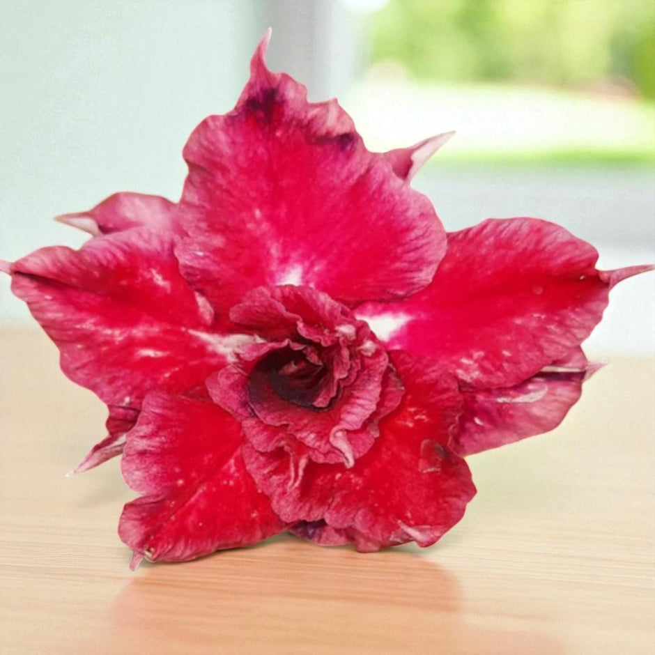 Buy Adenium Plants Online – Largest Varieties In India – Plant Orbit