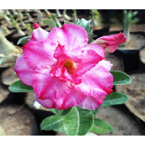 Adenium R84 – Plant Orbit