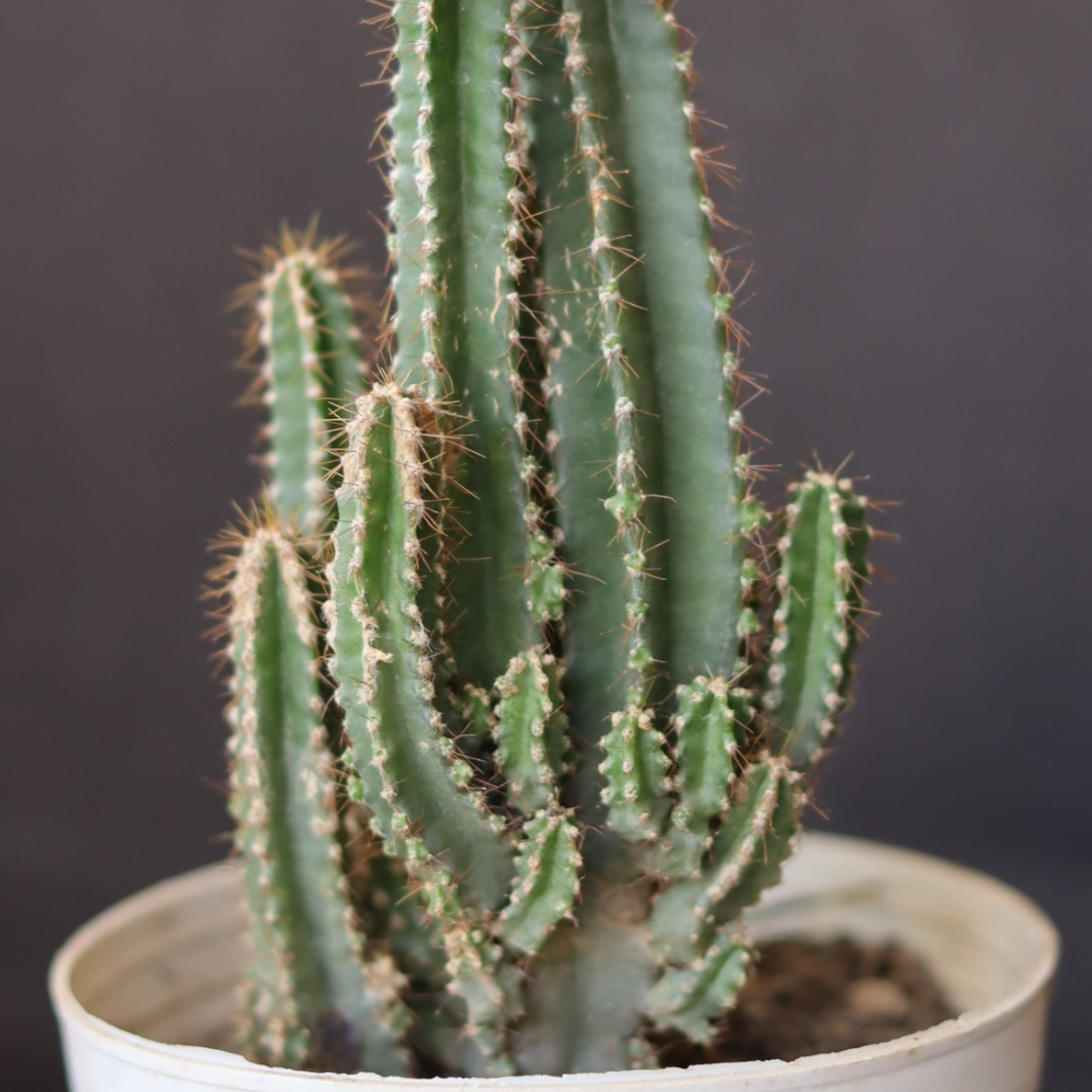 Buy Cactus Plants Online | Lowest Price at Plant Orbit