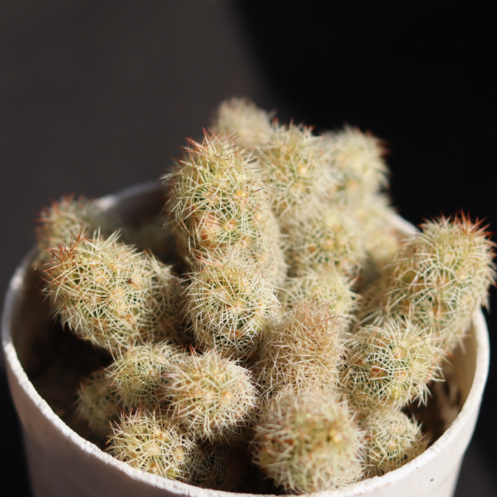 Buy Cactus Plants Online | Lowest Price at Plant Orbit