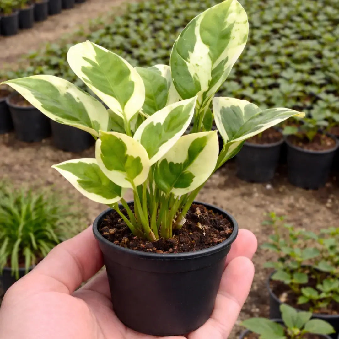 Buy Enjoy Money Plant Online – Variegated Pothos for Home – Plant Orbit