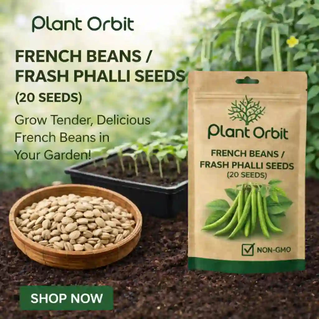 French Beans / Frash Phalli Hybrid Seeds (20 Seeds) – Plant Orbit