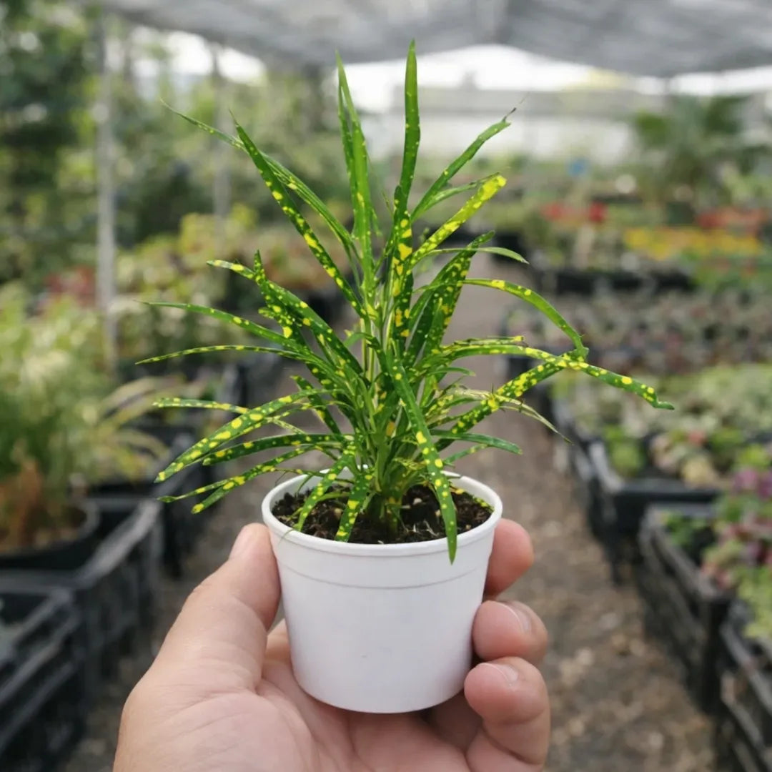 Nimbu Croton Sapling – Sunny Yellow Foliage Sapling – Plant Orbit