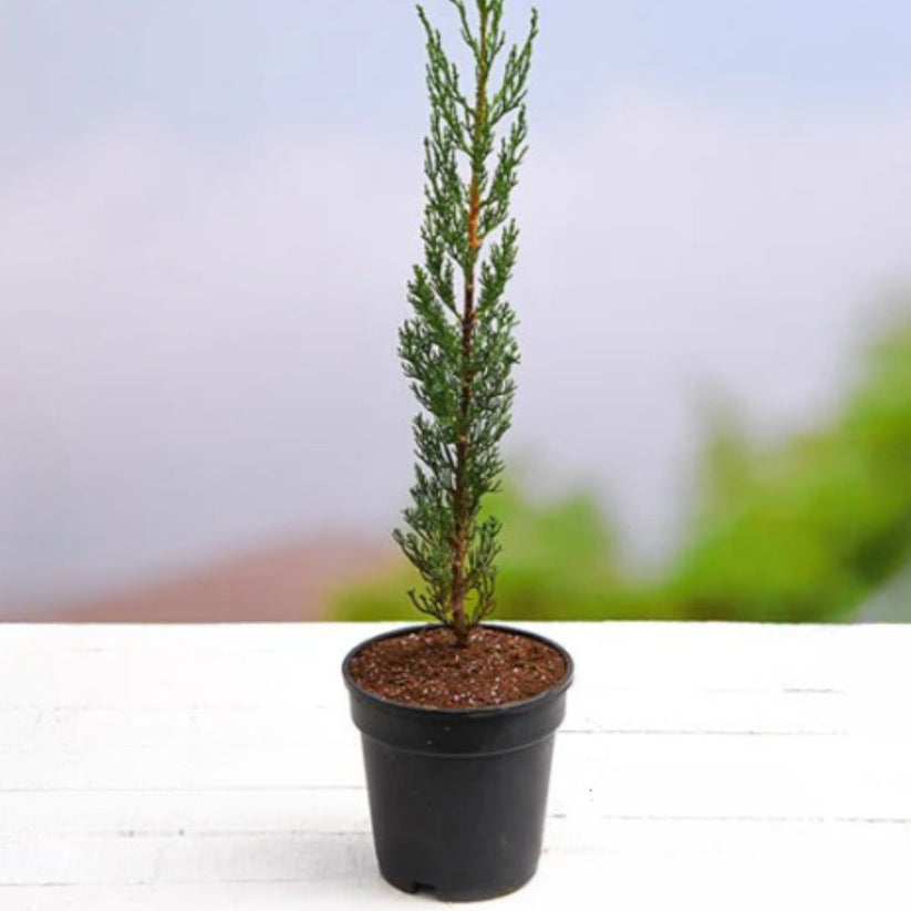 Pencil Pine Plant – Plant Orbit