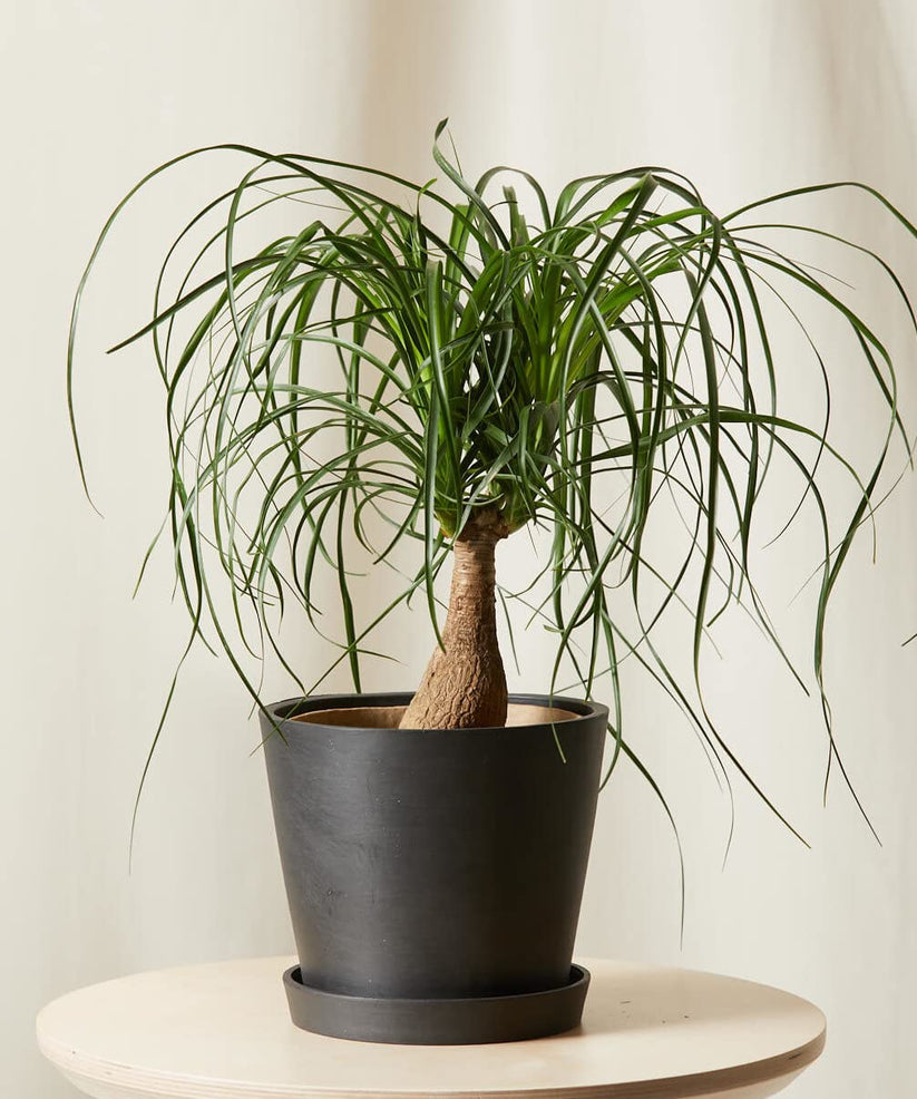 Ponytail Palm – Plant Orbit