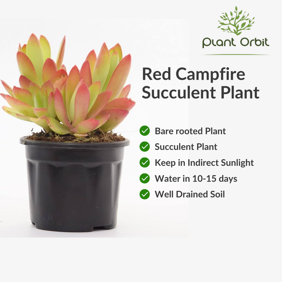 Buy Red Campfire Plant Online - Bare Rooted Succulent – Plant Orbit