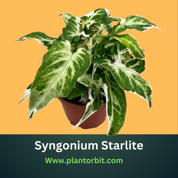 Syngonium Starlite – Plant Orbit