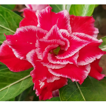 Buy Adenium Plants Online – Largest Varieties In India – Plant Orbit