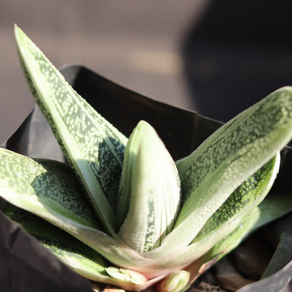 Buy Gasteria 'Little Warty' Online – Textured Succulent – Plant Orbit