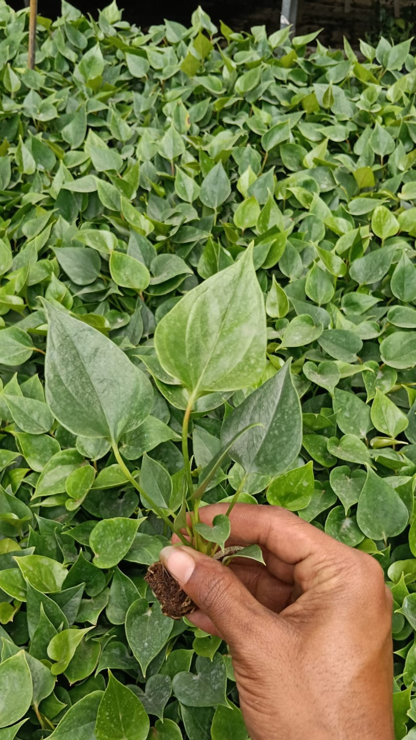 Anthurium Plant – Plant Orbit