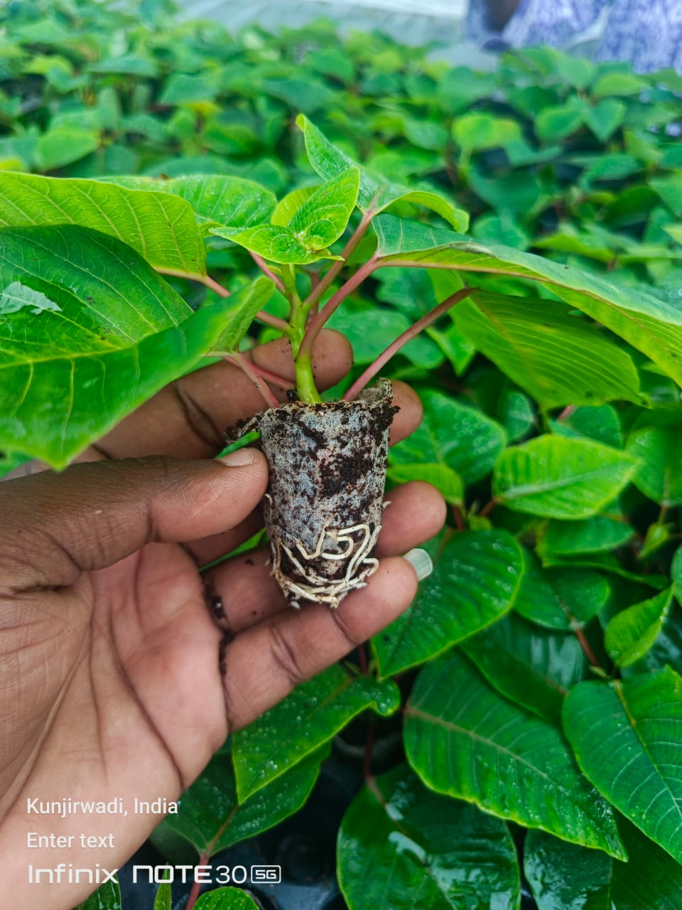 Poinsettia Plant – Plant Orbit