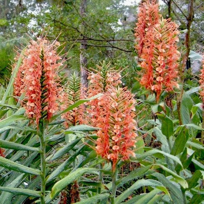 Hedychium Mix – Plant Orbit