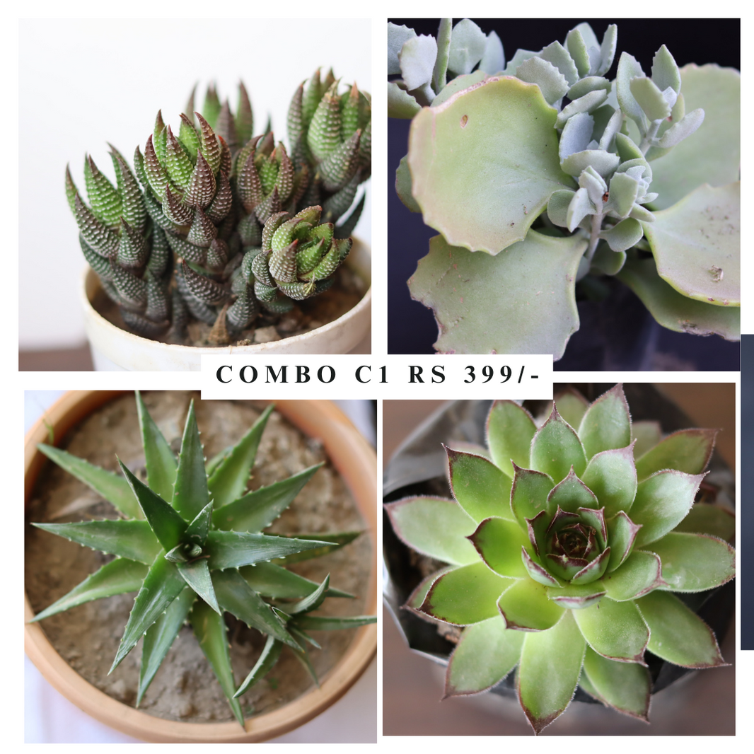 Succulent & Cactus Combos - ₹299 to ₹599 | Plant Orbit