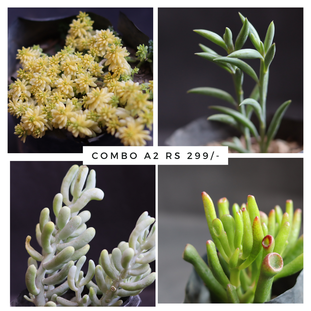 Shop Vastu Plants for Home -Positive Energy & Prosperity – Plant Orbit