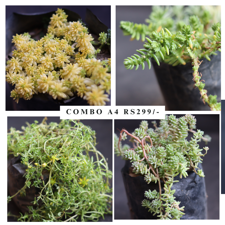 Succulent & Cactus Combos - ₹299 to ₹599 | Plant Orbit
