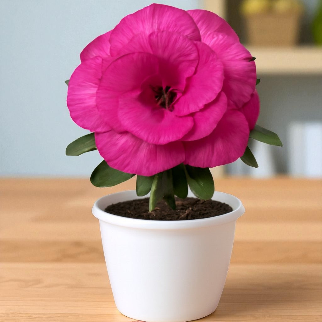 Adenium R63 – Plant Orbit