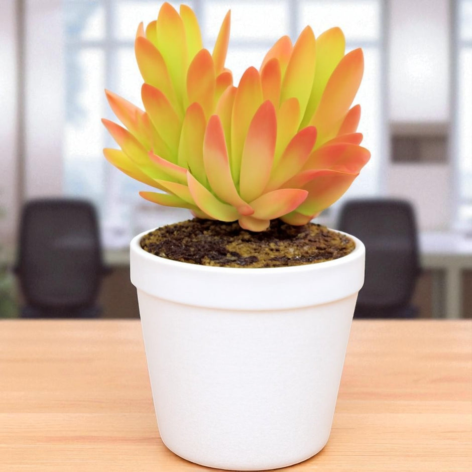 Buy Plants Online | Plant Orbit