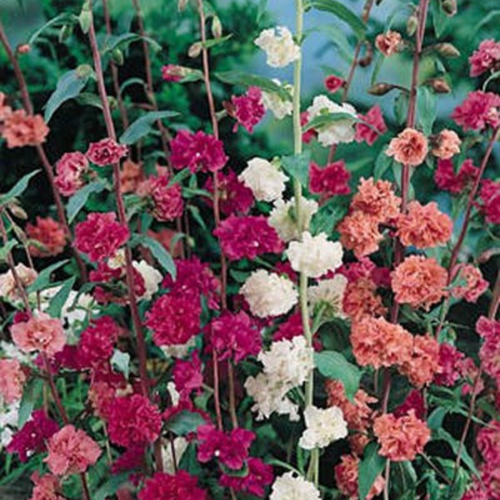 Buy Best Clarkia Mixed Open Pollinated Seeds Online India Plant Orbit
