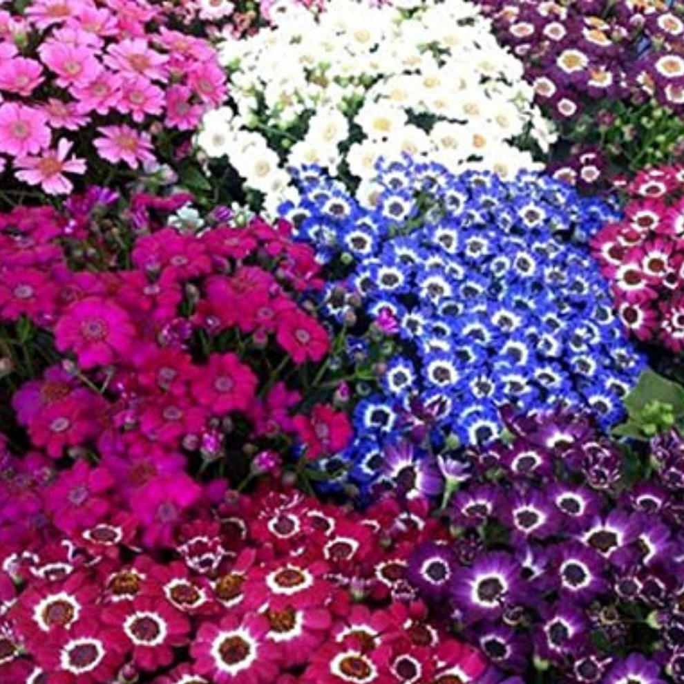 Order Online Cineraria Mixed Hybrid Seeds From Plant Orbit
