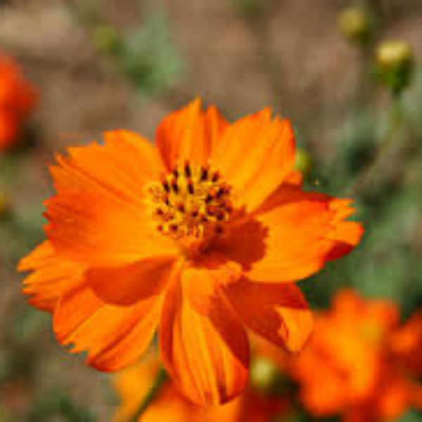Buy Cosmos Orange Open Pollinated Seeds Online – Plant Orbit