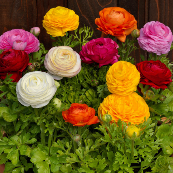 Buy Ranunculus Bloomingdale Mix hybrid seeds | Plant Orbit