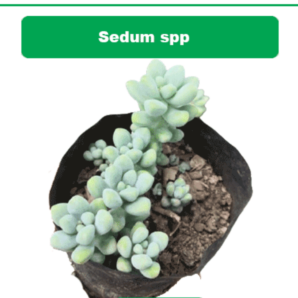 Sedum spp (Bare Rooted) – plant-orbit