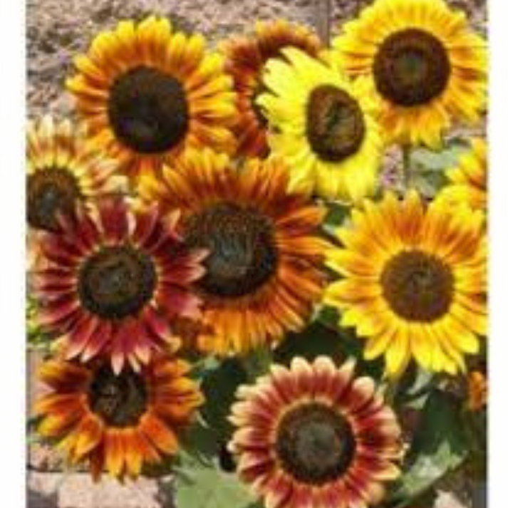 SUNFLOWER AUTUMN MIX HYBRID SEEDS (20-22 seeds) – Plant Orbit