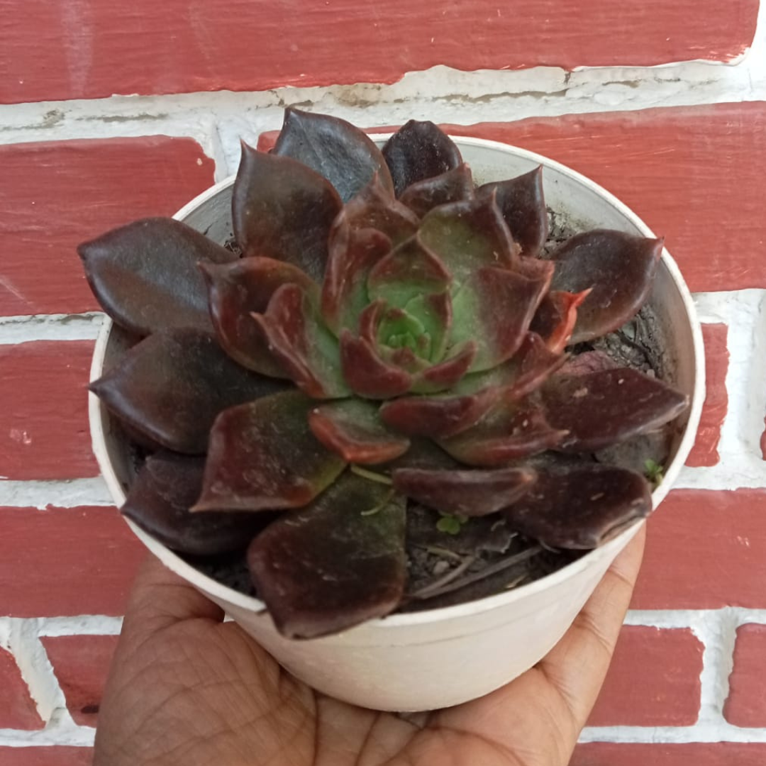 Vastu Plants – Plant Orbit