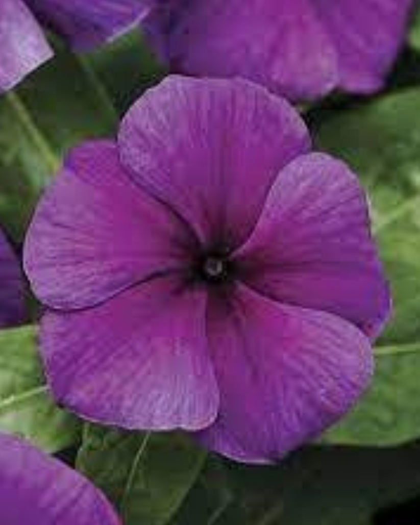 VINCA BLUEBERRY HYBRID SEEDS (10 seeds) – Plant Orbit