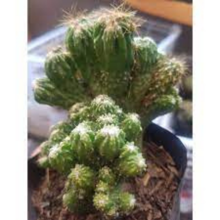 Buy Cactus Plants Online | Lowest Price at Plant Orbit